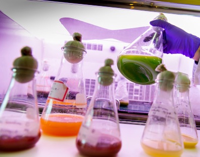 BIAM - Bioscience and Biotechnology Institute of Aix-Marseille ...