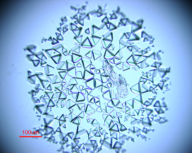 Protein Crystallization and Crystallography I -First insight into ...