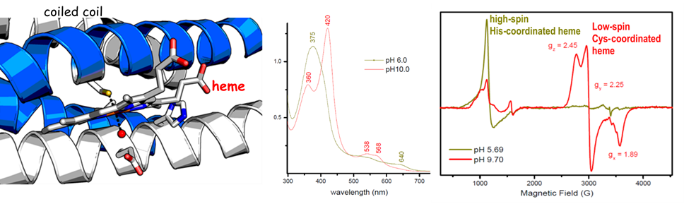 Metalloprotein Design – Plinius Cursus