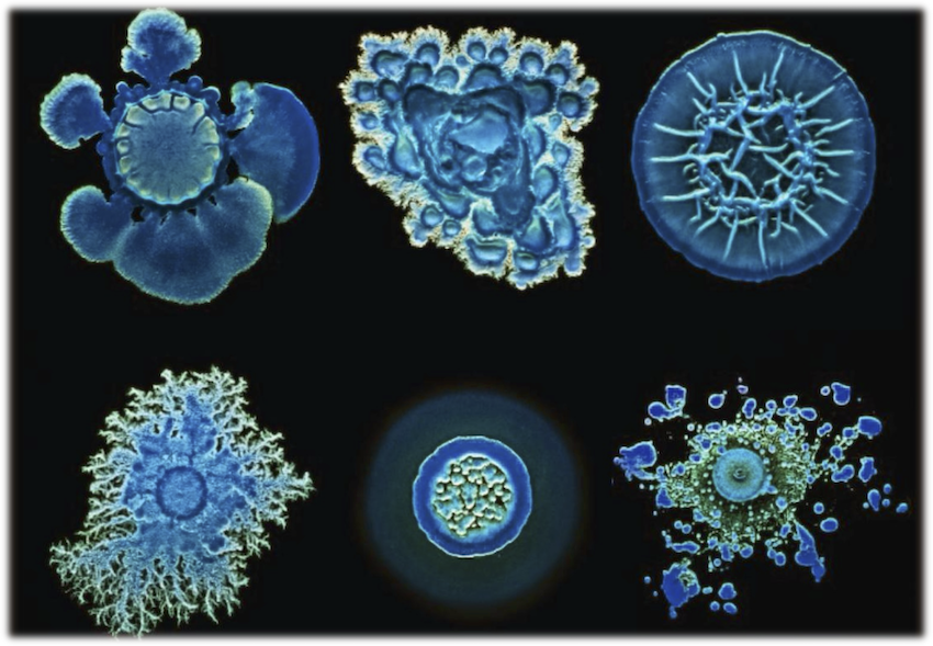 Master de Microbiologie – Plinius Cursus